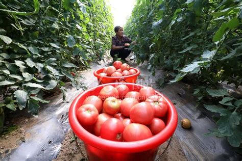 河北平山精准扶贫助脱贫 人民图片网