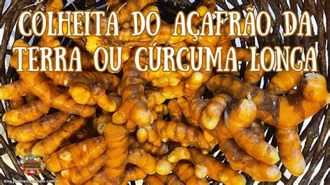 Açafrão Da Terra Ou Cúrcuma Longa Quando Fazer A Colheita Youtube