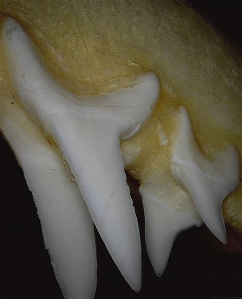 Isurus Desori Fossil Id The Fossil Forum