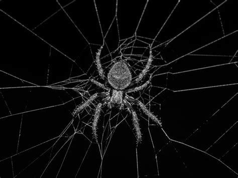 5 Venomous Spiders To Look Out For In New York State
