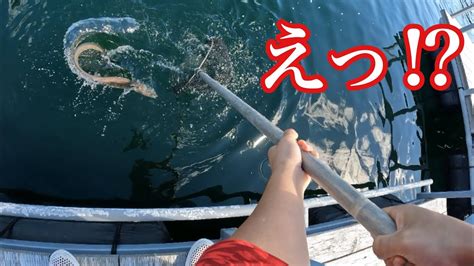 海上釣堀の生け簀の外で1m超えの超高級魚が釣れた！【海上釣り堀】 Youtube