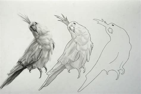 Cockatiel Sketch At Explore Collection Of