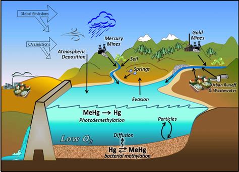 Methylmercury Diagram ~ Mavens Notebook California Water News Central