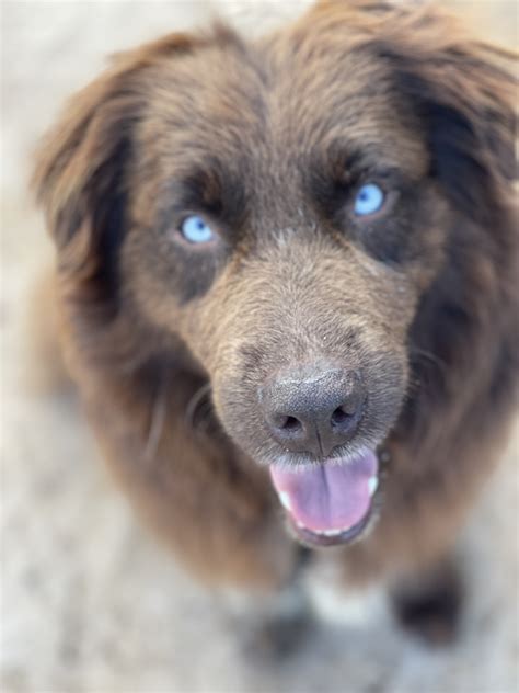 Australian Shepherd Males Pretty Peachy Kennels