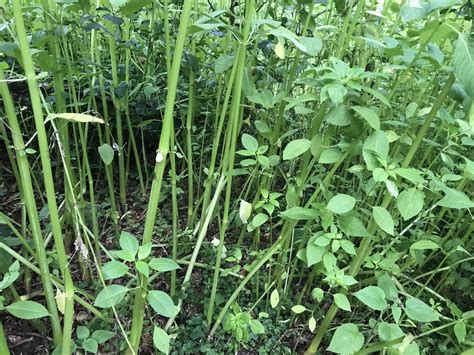 Weed Identification Uk Environment Controls