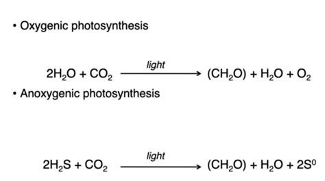 [microbio Exam 2] Chapter 4 Prokaryotic Diversity Flashcards Quizlet