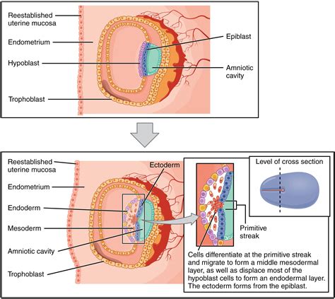 Embryology Cellular Division Gastrulation Teachmeanatomy