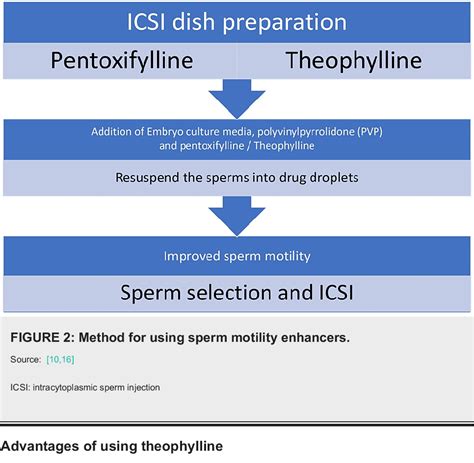 Figure 2 From The Potential Of Theophylline And Pentoxifylline In Sperm Optimization And Its