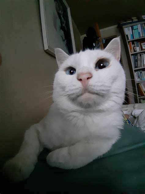 kcycats instance segmentation dataset and pre trained model by kcycats