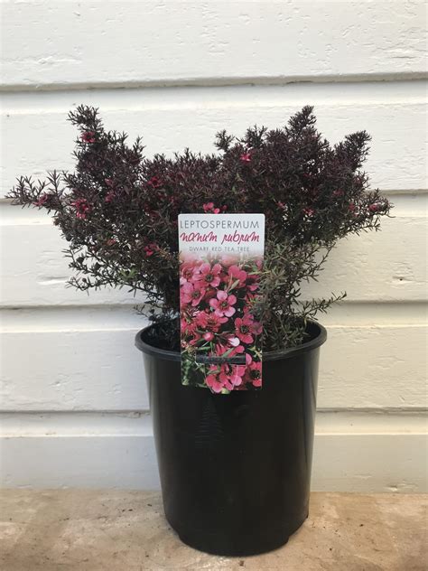 Leptospermum Dwarf Red Tea Tree Guildford Garden Centre