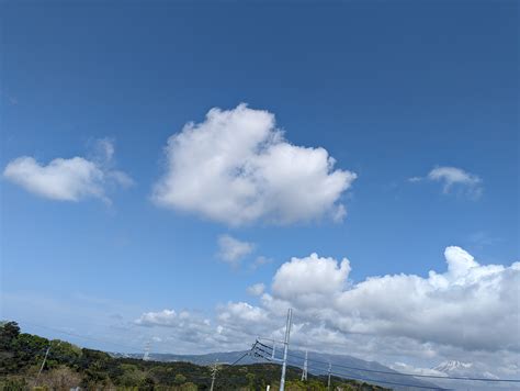 今朝の富士山コールラビ