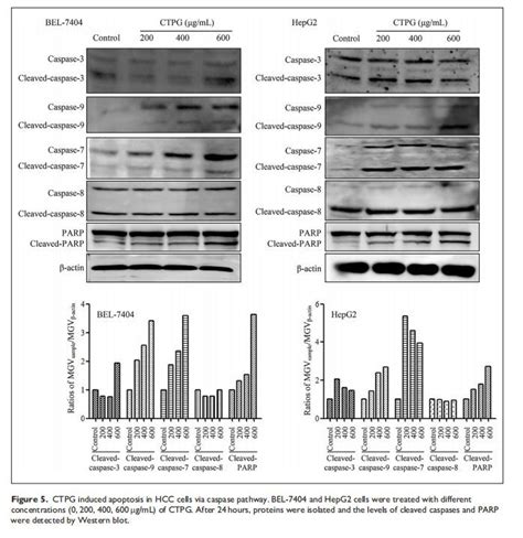 Part Ⅰ：cistanche Tubulosa Phenylethanoid Glycosides Induce Apoptosis Of