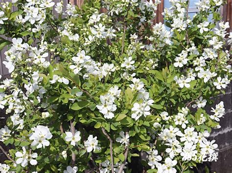 リキュウバイ利休梅園芸植物小百科育て方花の写真