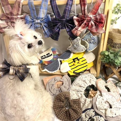 出店者紹介個人ブース『mignon Dog』 第4回わんわんモールkawanishi Wanwan Mall Kawanishiのブログ