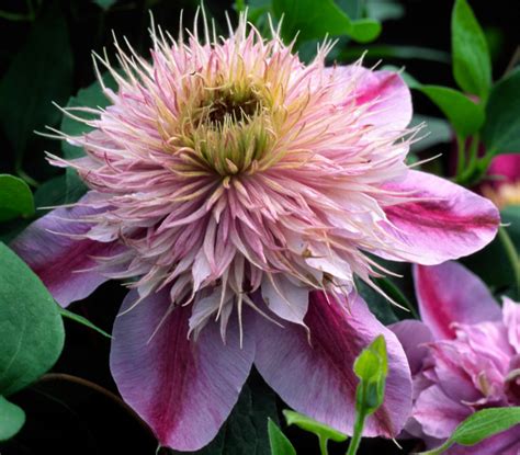 clematis Empress.jpg