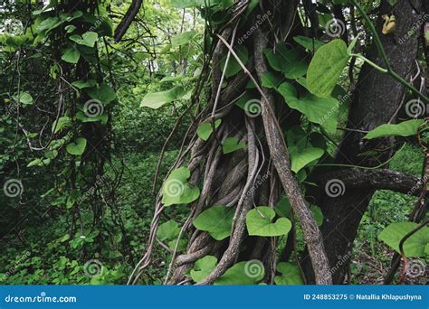 Tropical Jungle Lianas Exotic Forest Plants Exotic Forest Plants