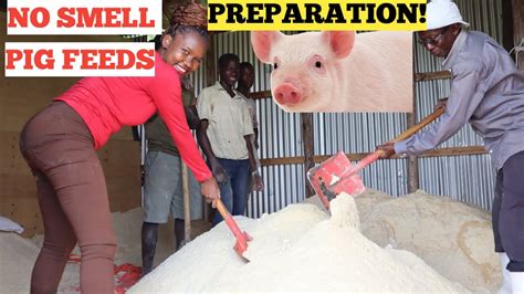 HOW To Make Your OWN PIG FEED Formula NO SMELL Best Quality Feeds