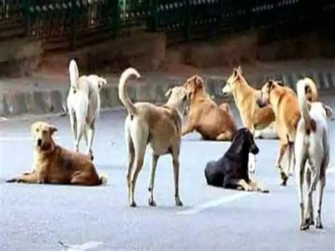 Stray Dogs Panic In Delhi Dogs Attack On 6 Years Old Girl At Delhi