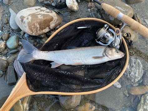 また来週なサツキマス 墨日記