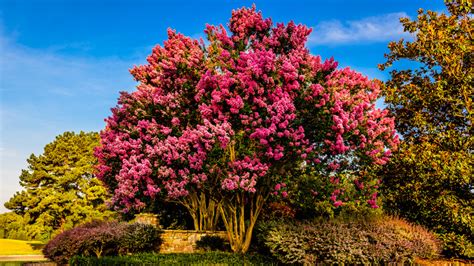 The Hidden Downside Of Growing A Crepe Myrtle Tree In Your Yard