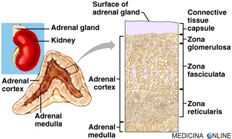 Aldosterone Funzioni Sigla Meccanismo Dazione Farmaco Medicina
