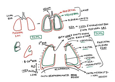 Pleura Tcml The Charsi Of Medical Literature
