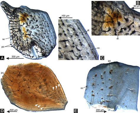 Scales And Fin Ray Segments Of Toyemia Tverdochlebovi Minich 1990 Download Scientific Diagram