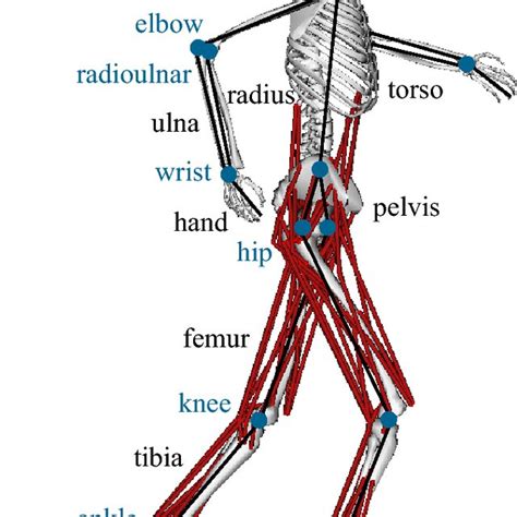 Pdf Efficient Trajectory Optimization For Curved Running Using A 3d Musculoskeletal Model With