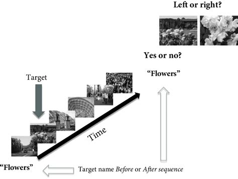 1 Sequence From Potter Et Al 2014 P 273 Reprinted With Permission