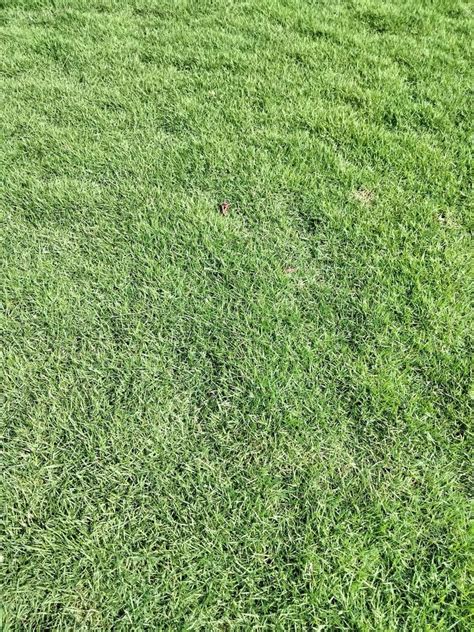 Lawn Grass Wholesale Price And Mandi Rate For Turf Grass
