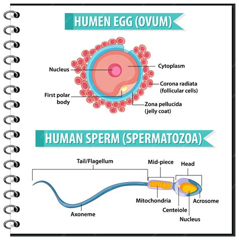 Free Vector Human Egg Or Ovum Structure And Human Sperm Or