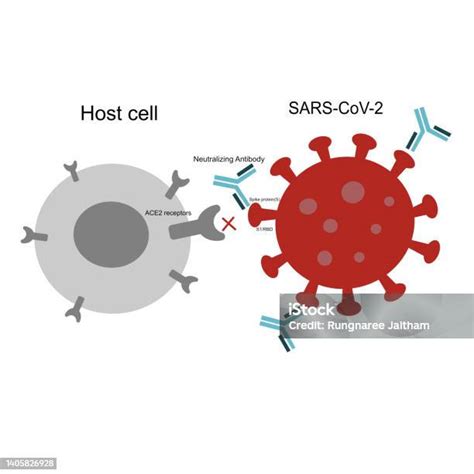 The Specific Binding Between Ace2 Receptors Of Host Cells And Spike