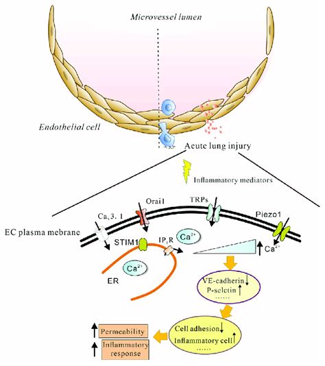 The Main Calcium Channels Involved In Endothelial Cell Activation The