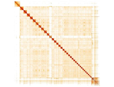 Genome Assembly Of Accipiter Gentilis Baccgen11 Hi C Contact Map
