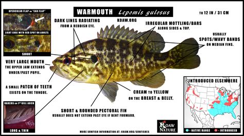 Fish Teeth Identification