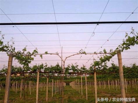 葡萄樹的幾種不同架形介紹你最鍾愛哪一款 每日頭條