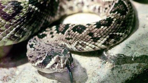 Man Kills Snake Snake Tries To Kill Him Back Npr