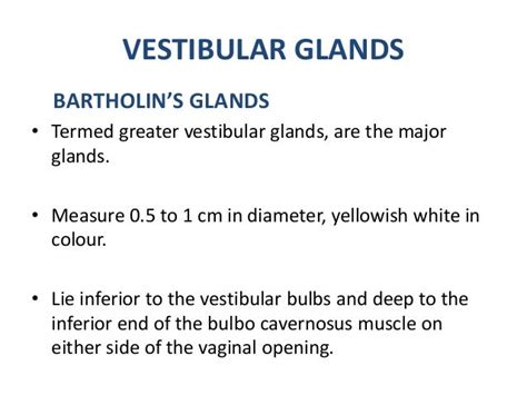 Anatomy Of Female External Genital Tract Urethra Urinary Bladder