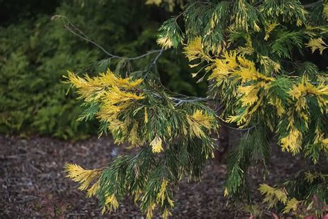 6 Types Of Cedar Trees Exploring Species And Characteristics Plantglossary