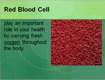 Exploring Cell Size And Scale A New Perspective By Science With Cindy