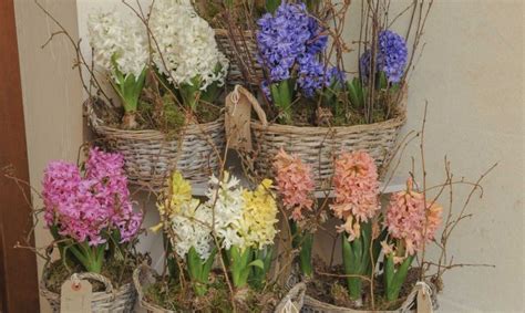 Jardinatis Cuidados De Las Plantas Y árboles Y Técnicas De Jardinería
