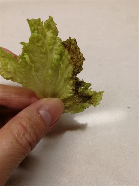 Kratky Lettuce Is This Tip Burn Rhydroponics