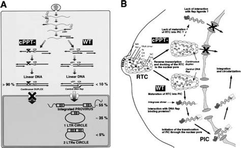 Hiv 1 Pre Integration Complex Microbewiki