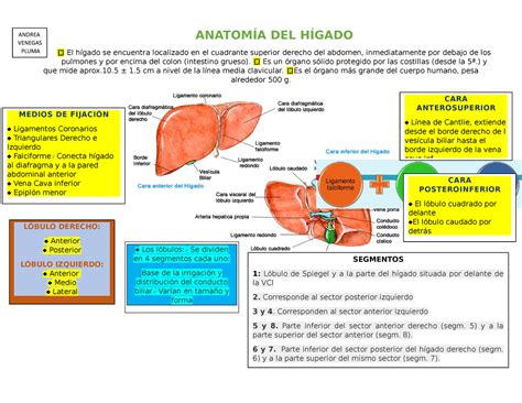 Anatomía Y Fisiología Del Hígado AnatomÍa Del HÍgado El Hígado Se