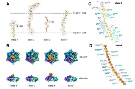 Figure Supplement 1 Substrate Interactions With Clpx Download