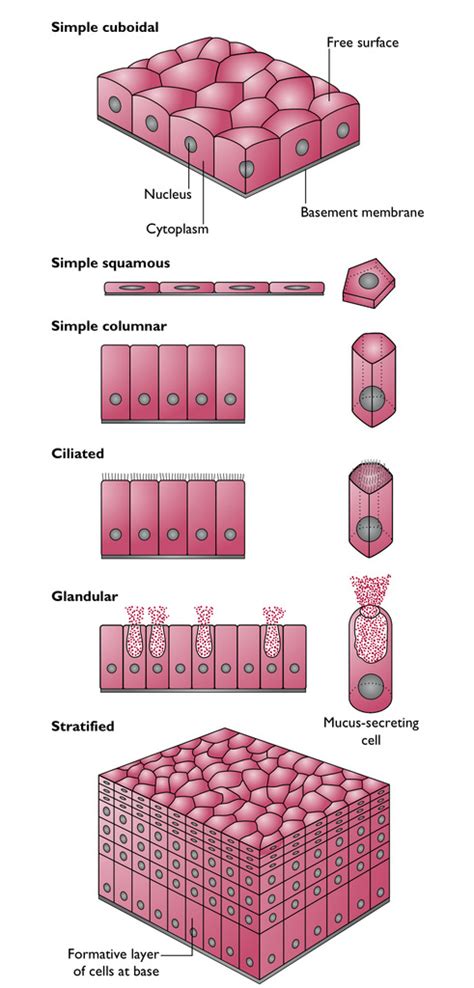 Body Tissue Types Diagram Quizlet