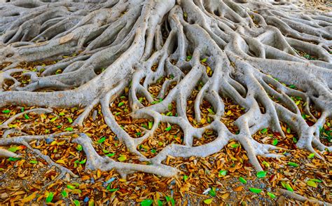 About Roots