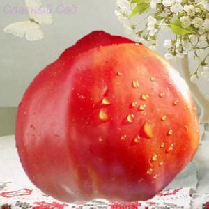Томат Минусинские шары - Купить коллекционные семена!