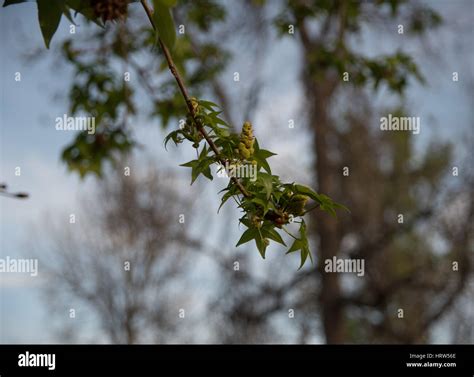 Maple Tree In Spring Stock Photo Alamy