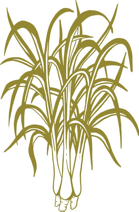 Lemongrass Herbs Botanical Sketch Illustration 34338225 Vector Art At